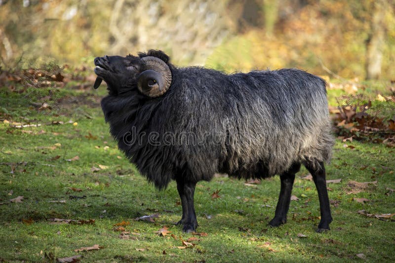 The Heidschnucke is a Group of Three Types of Moorland Sheep from ...