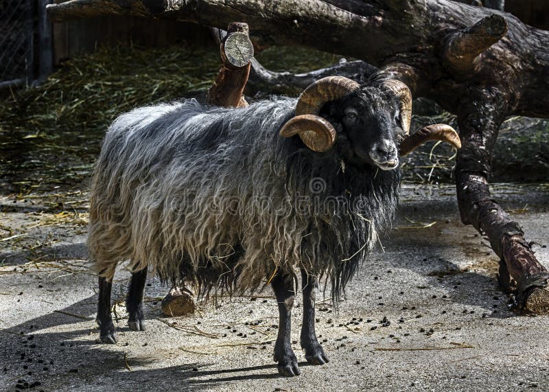 907 Ram Hoof Stock Photos - Free & Royalty-Free Stock Photos from ...