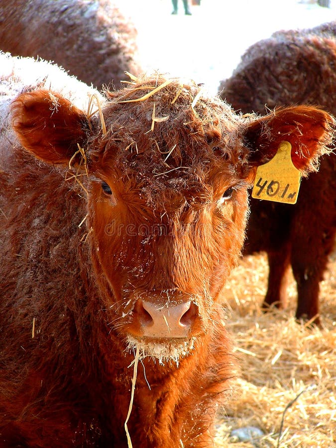 Heifer stock image. Image of winter, lost, number, straw - 28961
