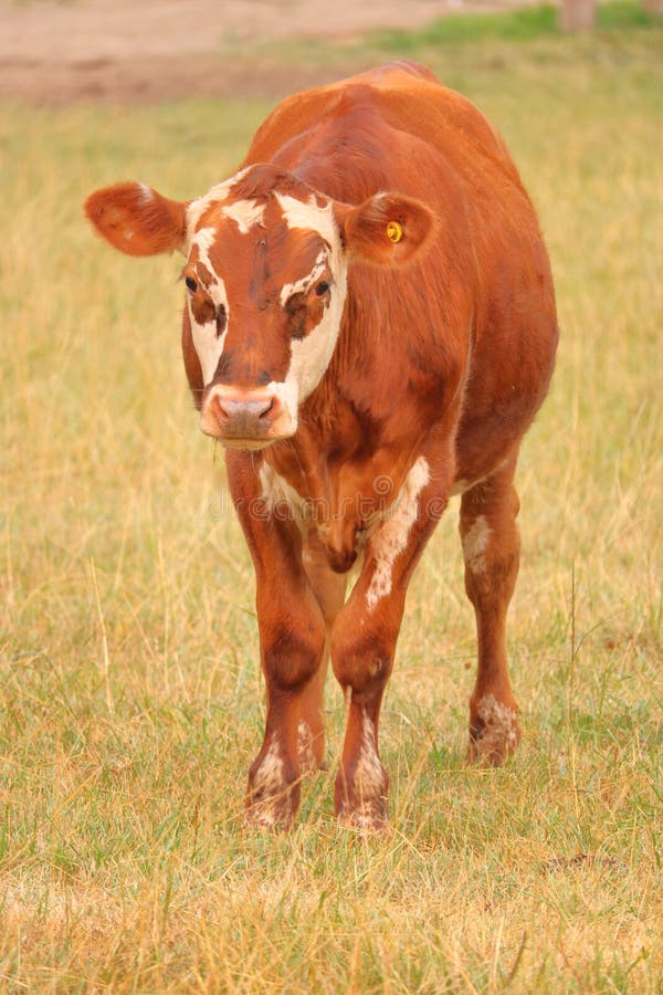 Heifer Calf with Distinctive Marking Stock Image - Image of frontal ...