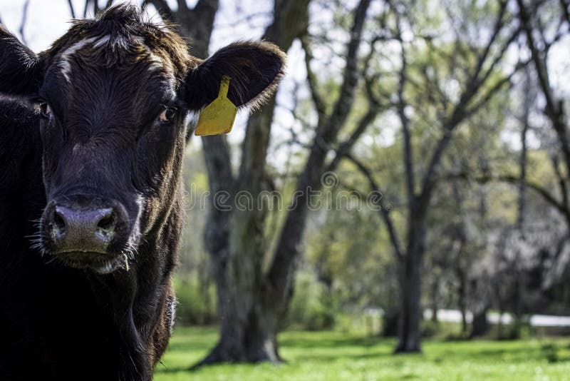 Heifer Head in a Pecan Grove Pasture Stock Photo - Image of florida ...