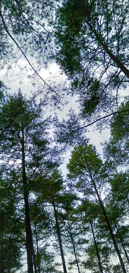 The Height of the Pine Tree Stock Photo - Image of cloud, pine: 211317670