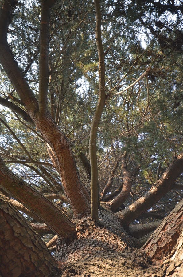 The height of the tree stock photo. Image of hills, cliff - 105622676