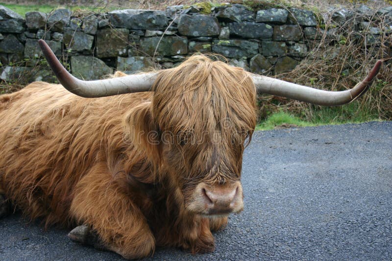 Heilan Coo stock photo. Image of rest, mammal, highland - 40683942