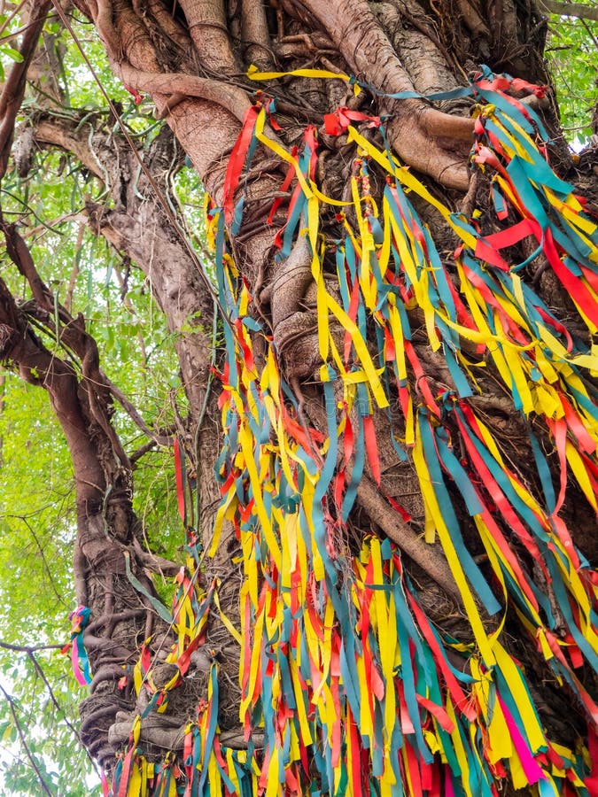 Heilige boom in Koh Kret redactionele afbeelding. Image of thais - 80490910