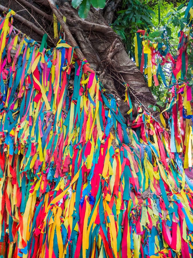 Heilige Boom in Seimei Shrine in Kyoto Japan. De Seimei - Shrine Werd ...