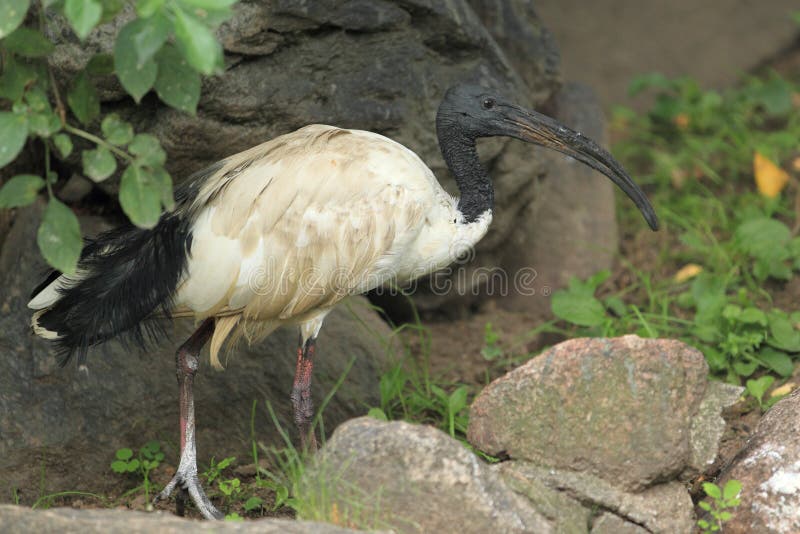Heilige ibis stock afbeelding. Image of water, dier, ibis - 31350539