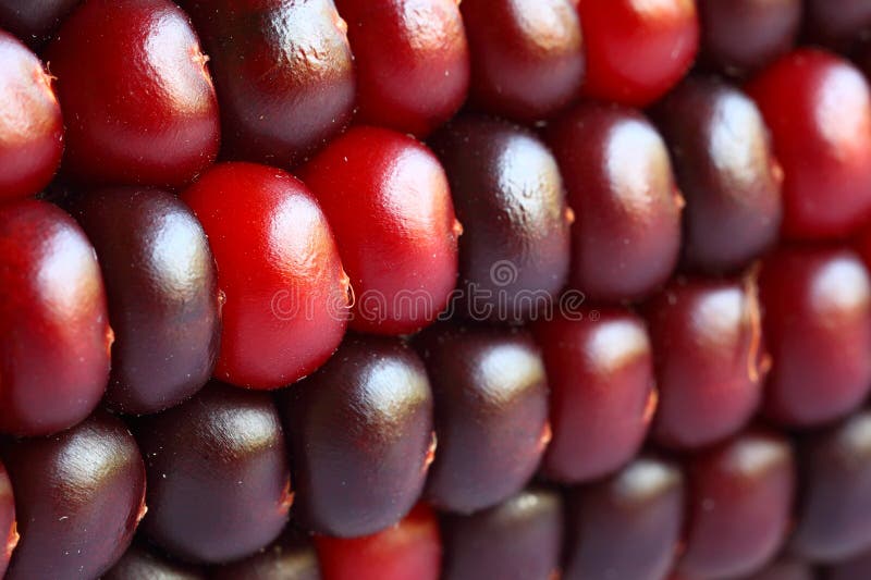 Heirloom Corn Macro stock image. Image of culture, american - 79373713
