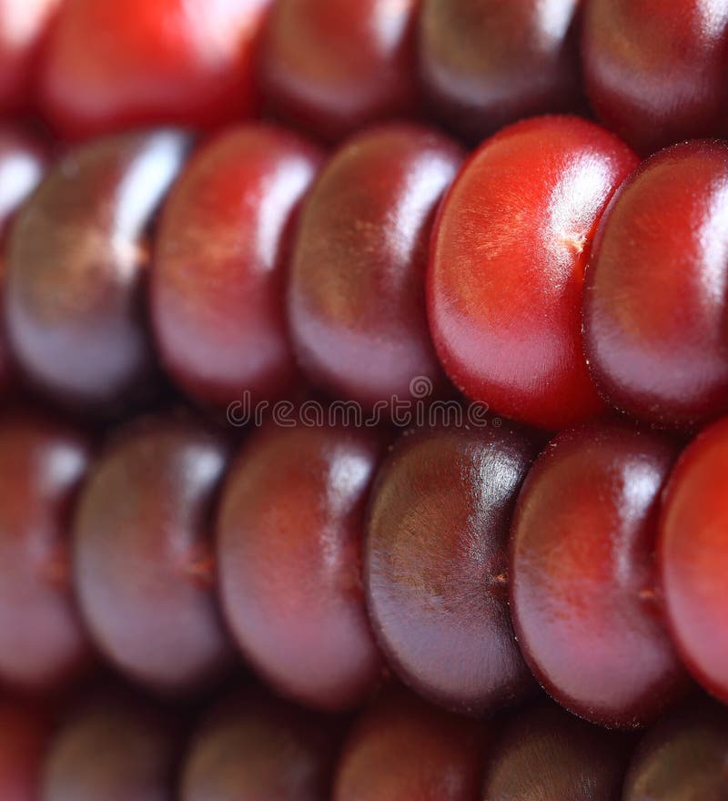 Heirloom Corn Macro stock image. Image of full, decoration - 79587583