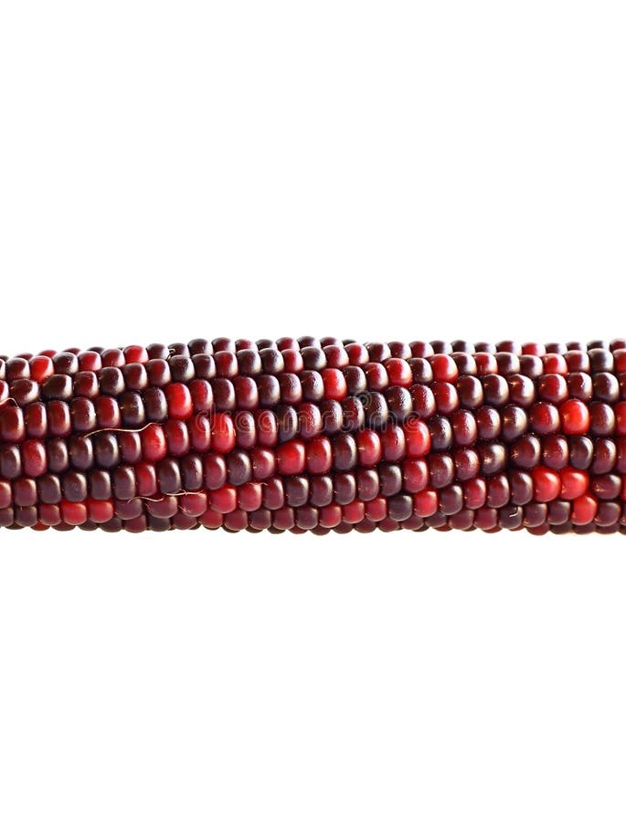 Heirloom Corn stock photo. Image of heritage, harvest - 79170918