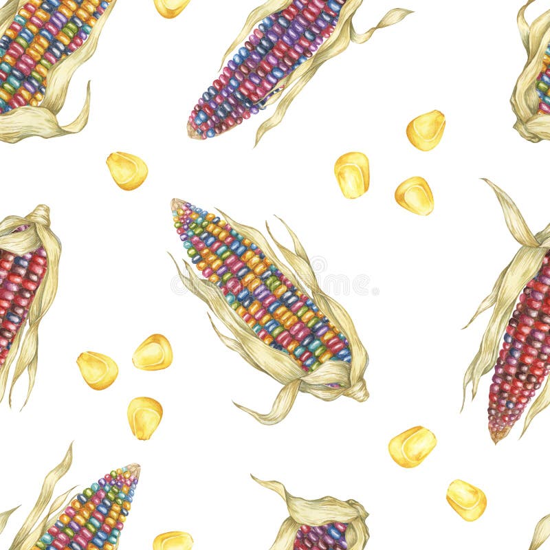 Indian Corn Wallpaper Stock Illustrations – 73 Indian Corn Wallpaper ...