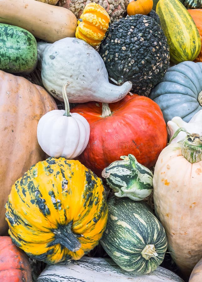 Heirloom Squash on Display 14 Stock Image - Image of farming, healthy ...