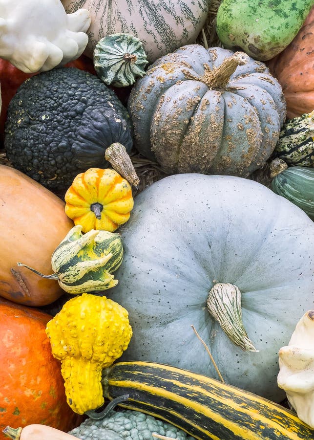 Heirloom Squash on Display 13 Stock Image - Image of color, farm: 45030233