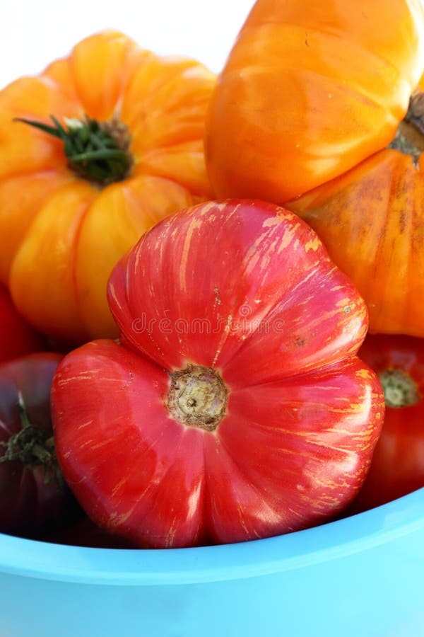 Tomatoes stock image. Image of diet, ingredient, ripe - 29811027