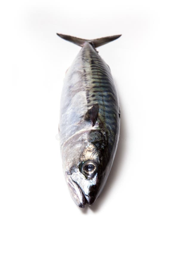 Atlantisk Makrill Isolerad På Vit Bakgrund. Nordisk Makrill Scomber ...