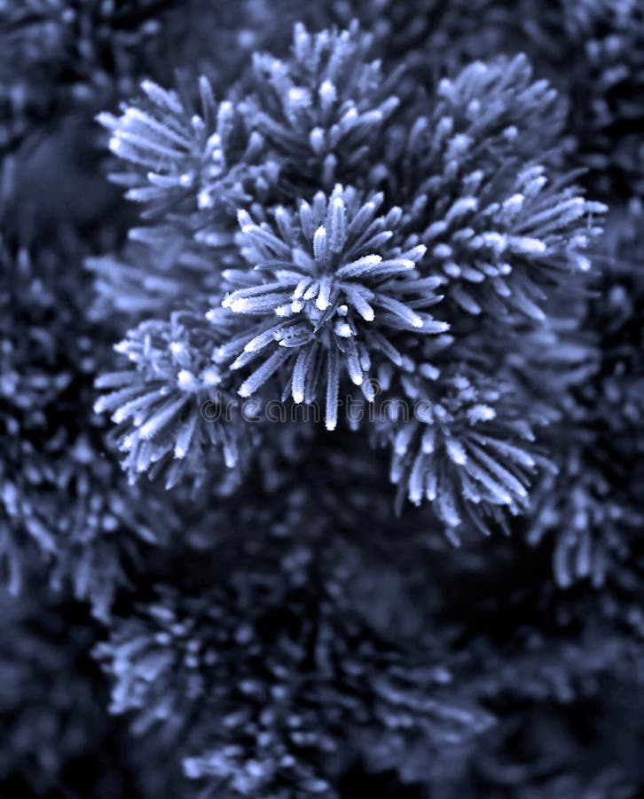 Helada del árbol foto de archivo. Imagen de invernal, agujas - 7119188