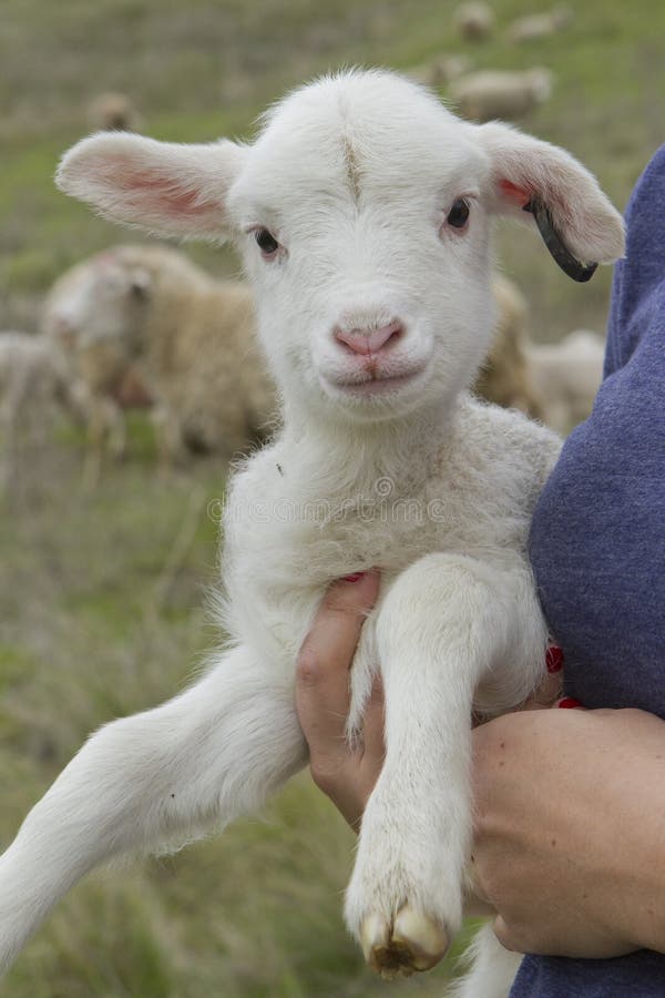 Peruvian Lamb stock photo. Image of peru, fiber, south - 1916824