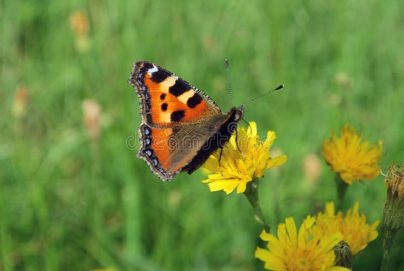 Heldere dagvlinder stock afbeelding. Image of dieren - 36349409