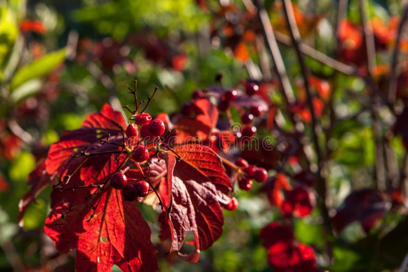 Heldere Rode Bessen Van Een Guelder-roos of Viburnum-een Opulusstruik ...