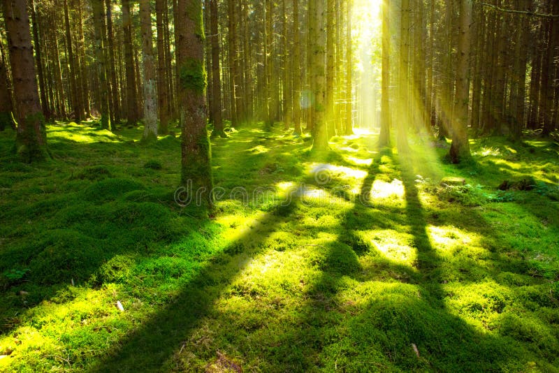 Heldere zon in het bos stock afbeelding. Image of hemel - 60626673