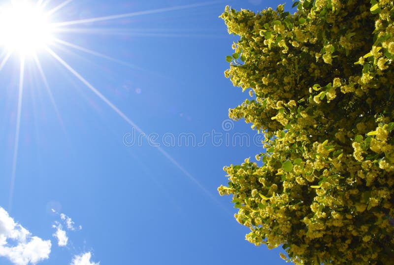 Heldere Zon Met Een Bloeiende Boom Stock Foto - Image of ruimte, tegen ...