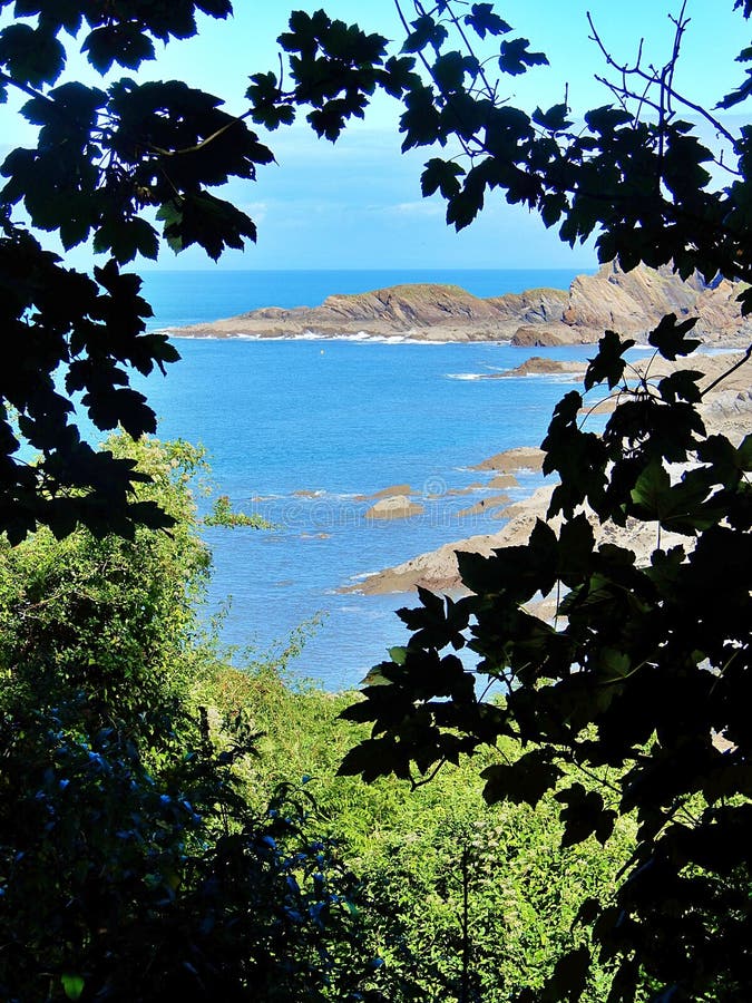 Hele Bay, Ilfracombe, Devon Stock Image - Image of nature, tree: 279797219