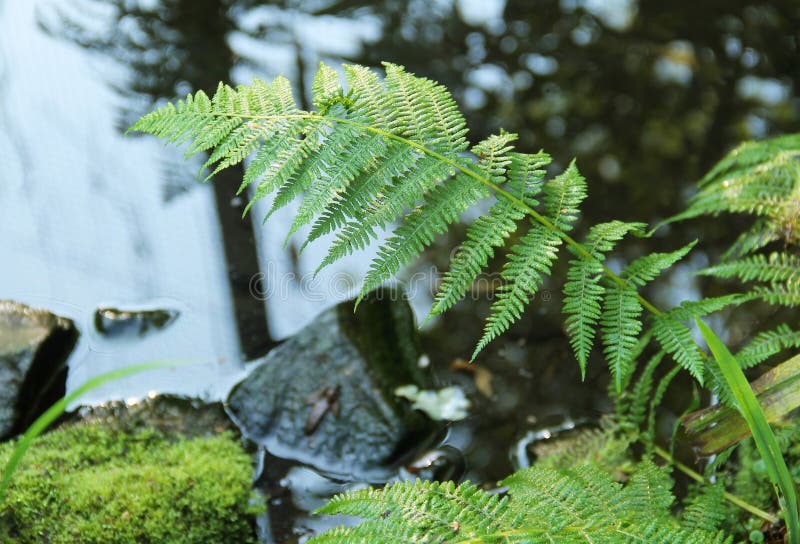 Helecho en pozo de agua imagen de archivo. Imagen de hoja - 41539773