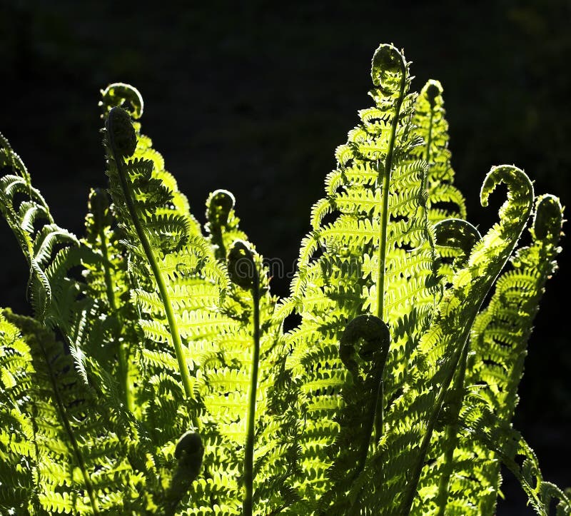 Corte Transversal Del Tronco De La Fronda Del Helecho Masculino (filix ...