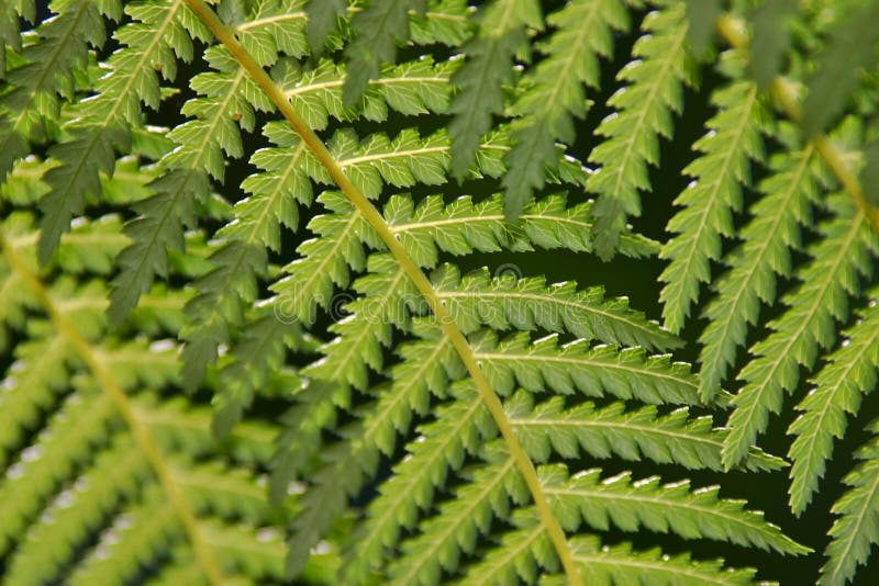 Nueva fronda del helecho foto de archivo. Imagen de textura - 1836918