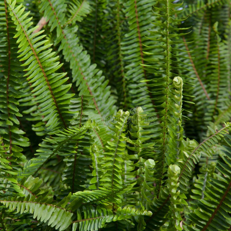 Helechos imagen de archivo. Imagen de cubo, fondo, helechos - 16248031