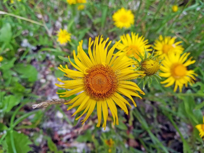 La Macro Del Fiore Di Helenio Di Inula Anche Conosciuta Come L'enula ...
