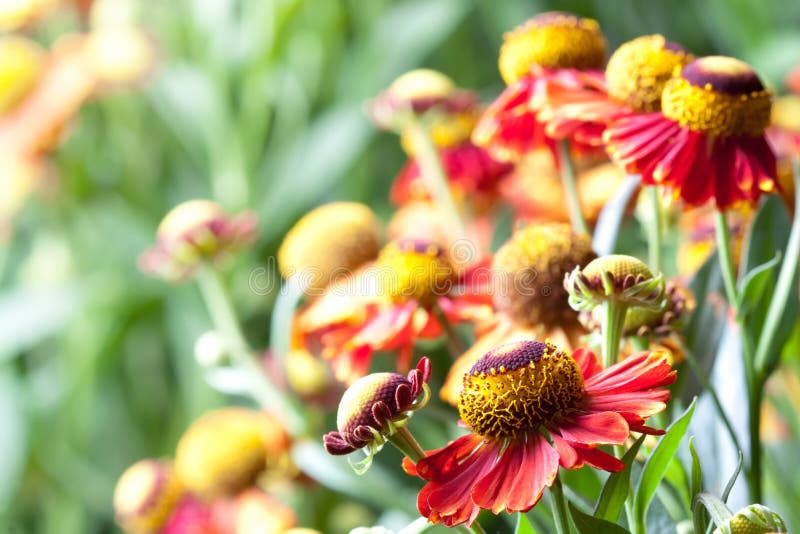 Helenium stock photo. Image of macro, petals, flower - 21517704