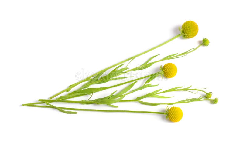 Cephalophora Aromatica Stock Photos - Free & Royalty-Free Stock Photos ...
