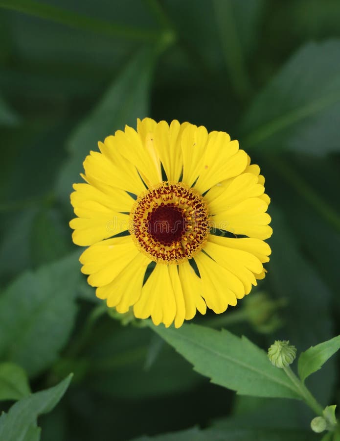 Helenium Autumnale (fall Sneezeweed) Stock Photo - Image of autumn ...