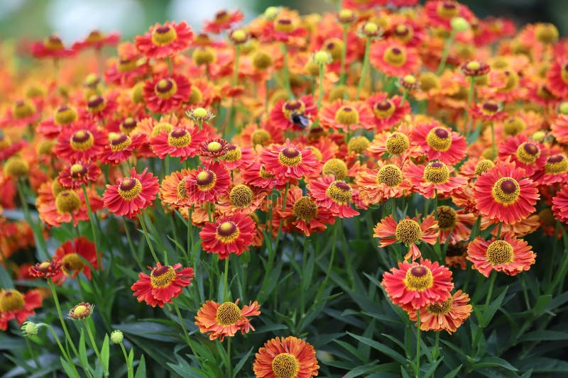 Helenium Autumnale. Yellow and Red Flowers in Garden Stock Image ...