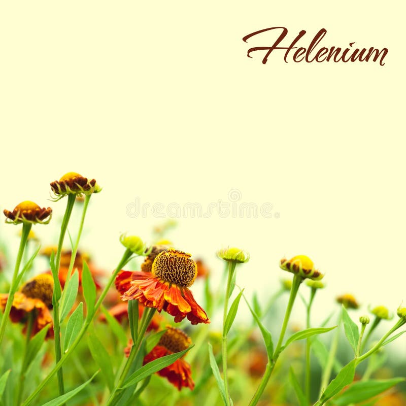 Helenium stock photo. Image of beautiful, beauty, effect - 38990584
