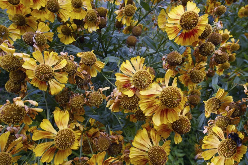 Helenium flowers on bush stock photo. Image of blossom - 155949620