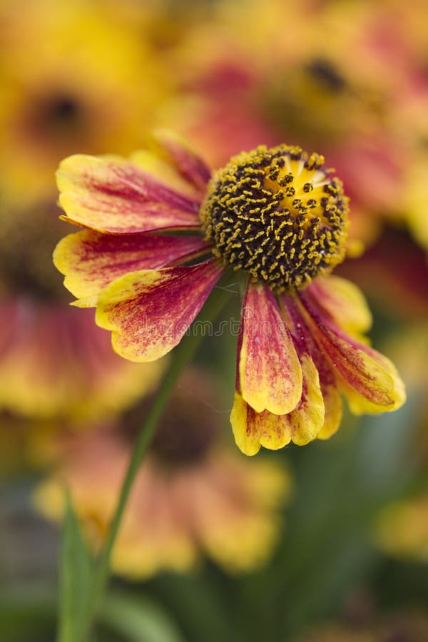 Helenium stock image. Image of orange, nature, yellow - 48734903
