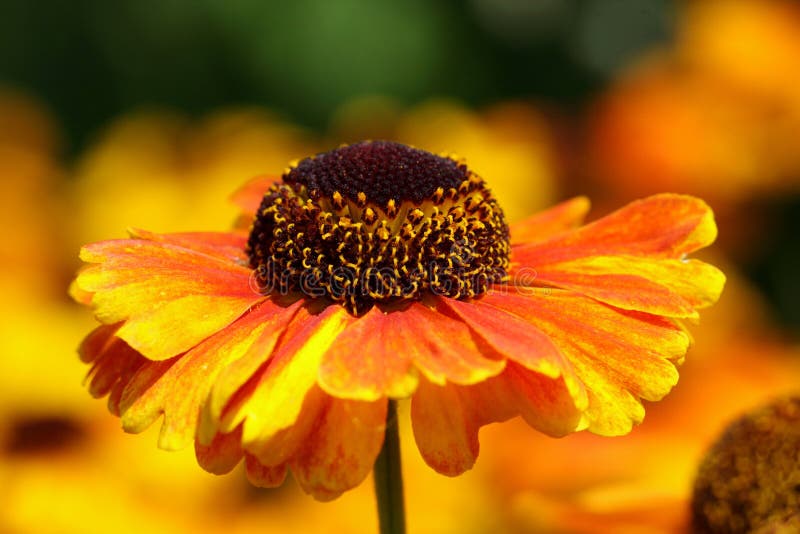 Helenium Flammendes Stock Photos - Free & Royalty-Free Stock Photos ...