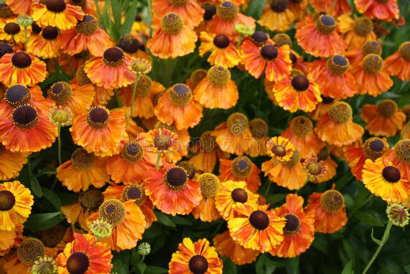 Helenium flower detail stock photo. Image of coloured - 2718804