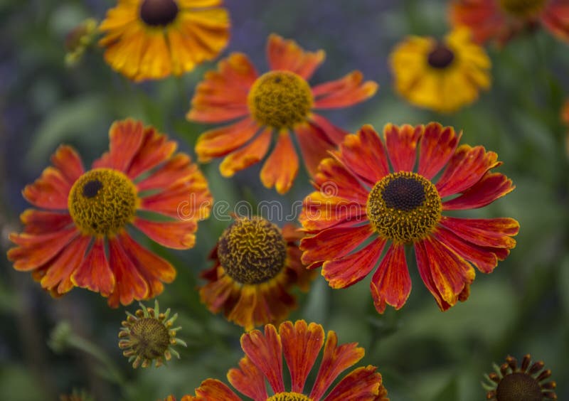 Helenium flower stock photo. Image of sort, plant, orange - 97005334