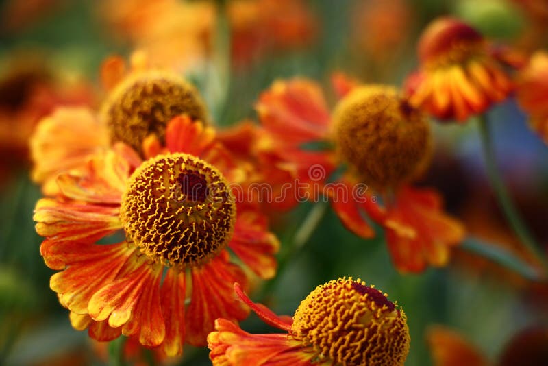 Helenium flowers. stock photo. Image of petals, bright - 99269730