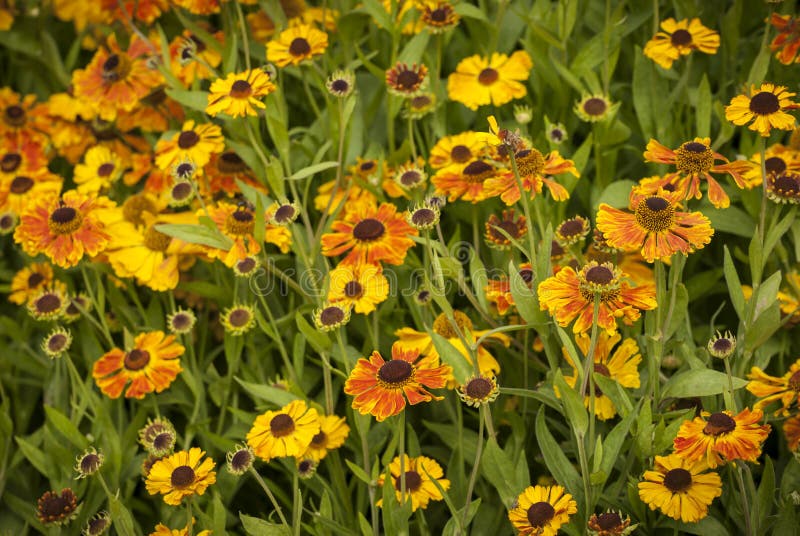 Helenium Flowers stock photo. Image of petals, growing - 35924784