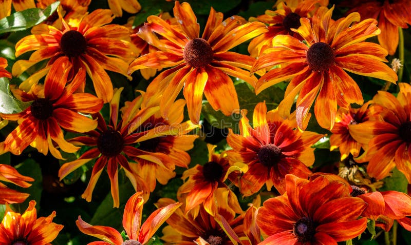 Helenium Flowers stock image. Image of botanical, garden - 155325873
