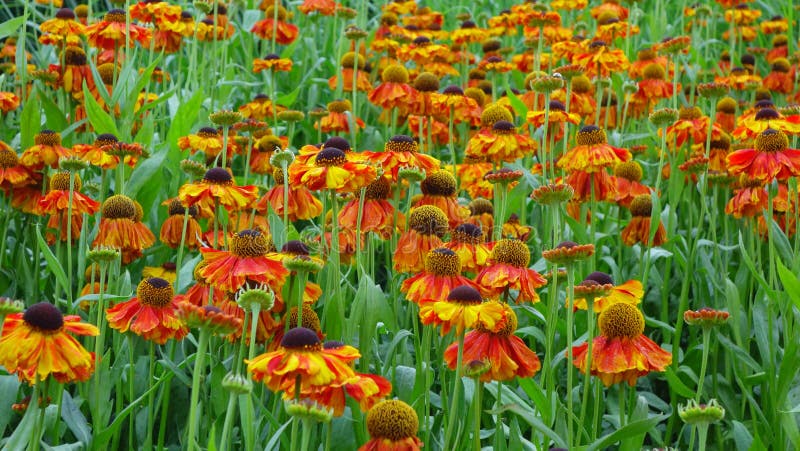 Helenium Flowers stock image. Image of nature, yellow - 78405215