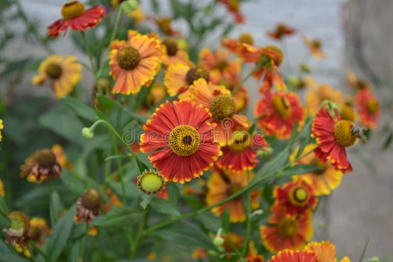 Helenium. Helenium Konigstiger. Helenium Autumnale Stock Photo - Image ...