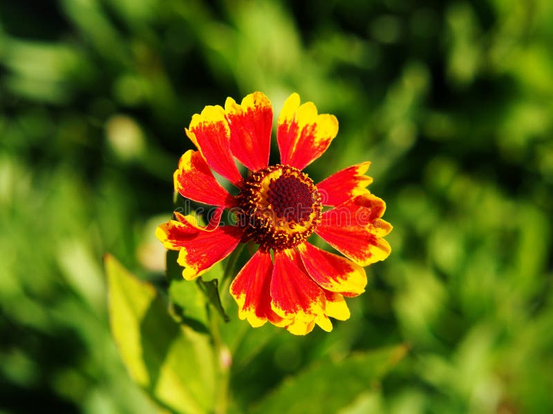 Helenium Hoopesii (Sneezeweed) Stock Image - Image of bright, helenium ...