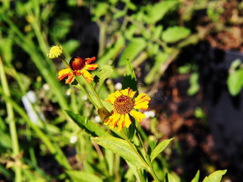 Helenium Hoopesii (Sneezeweed) Stock Image - Image of botanical ...