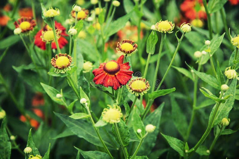 Helenium Hybridum Flowers in the Garden Stock Photo - Image of hybridum ...