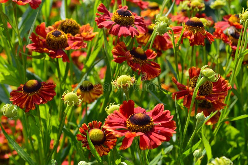 Helenium Hybridum Red Stock Photos - Free & Royalty-Free Stock Photos ...